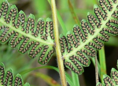 Christella ケホシダ 属