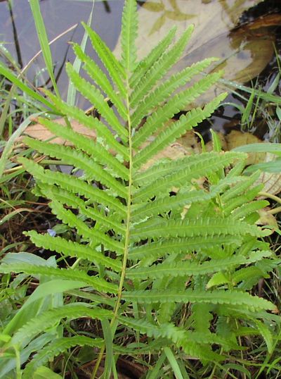 Cyclosorus テツホシダ属